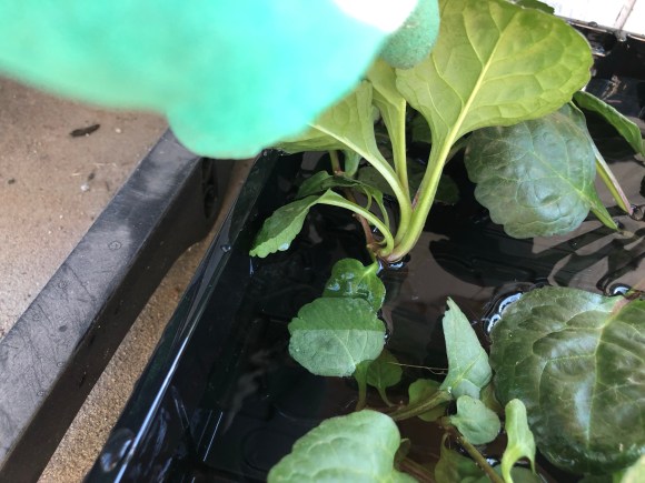 Ajuga Propagation – Savillum