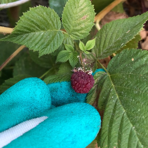 Crimson Night Raspberries – Savillum